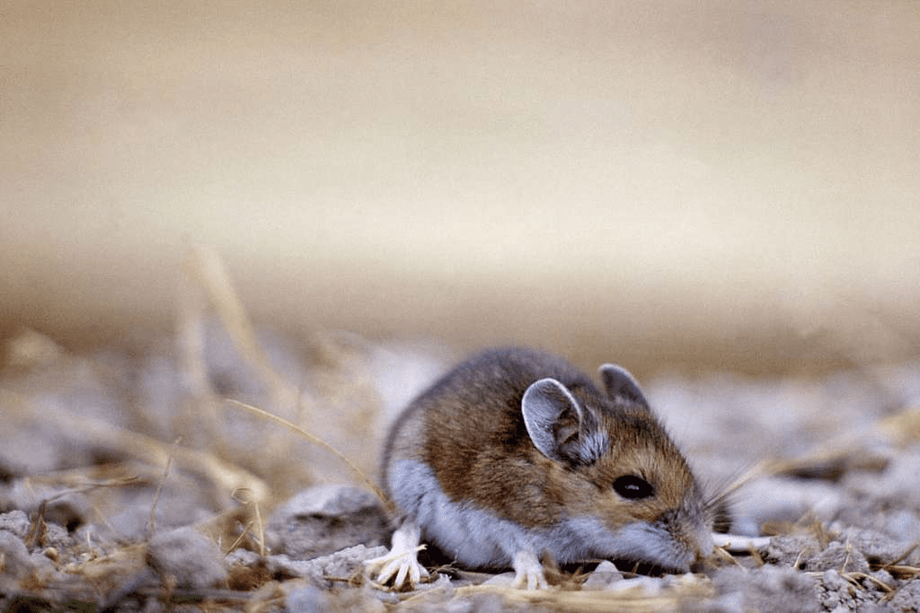Bit By a Mouse? When to Worry and What to Do